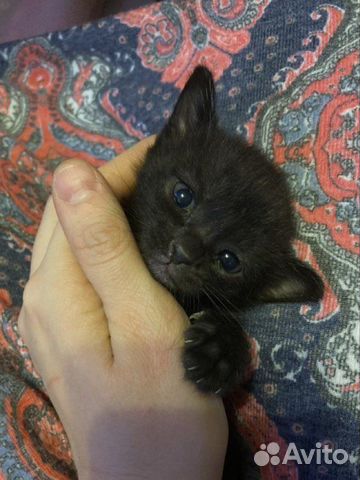 Бомбейский котенок