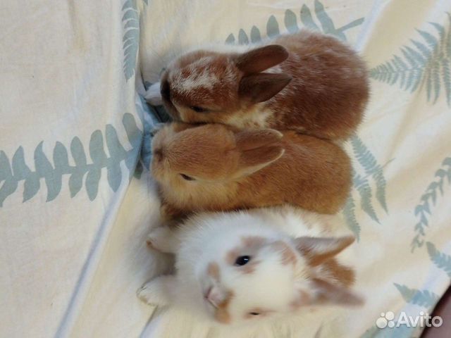 Декоративные карликовые кролики