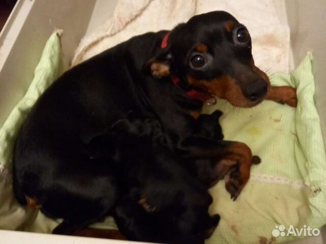 Щенки цвергпинчера