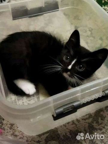 Кошки в добрые руки бесплатно