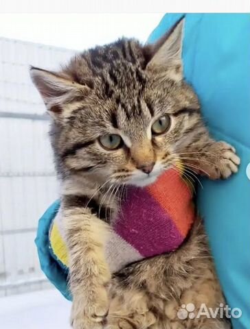 Котёнок тигровый