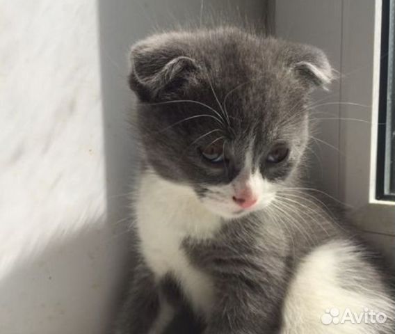 Котята