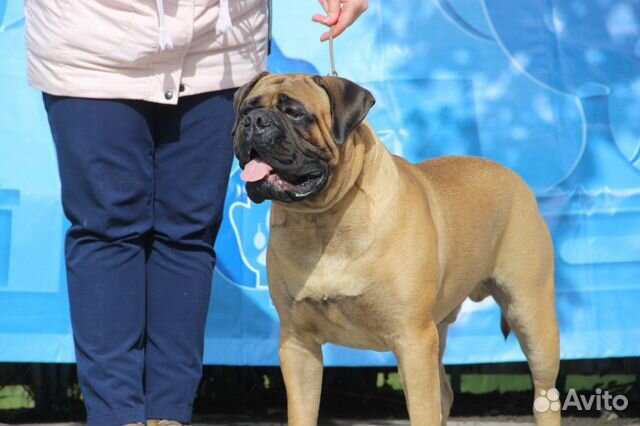 Бульмастифчики