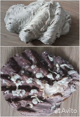 Морские Ракушки. раковины. Гребешки. Кораллы