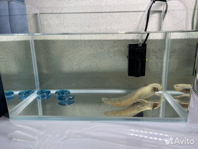 Аксолотль с аквариумом