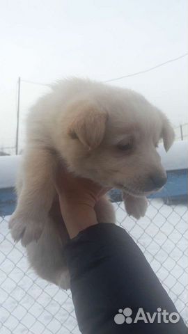 Щенки в добрые руки