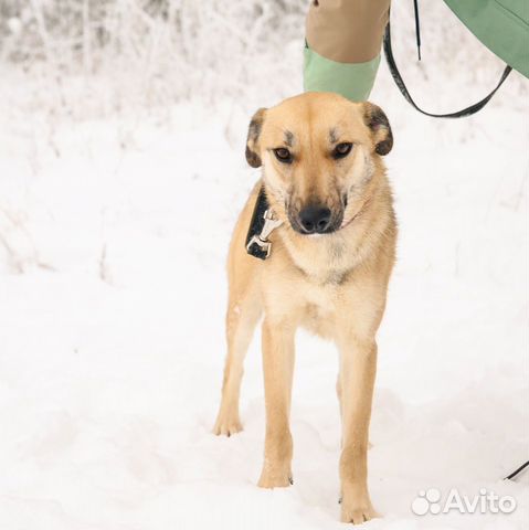 Нежная Берна ищет семью, ждет в приюте