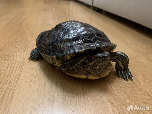 Черепаха с аквариумом