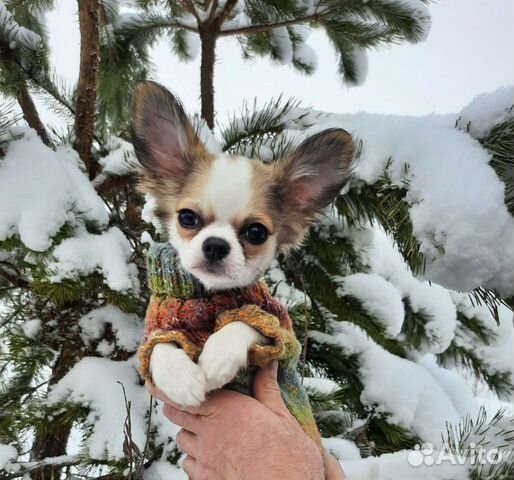 Чихуахуа красивый мальчик