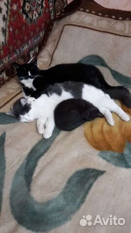 Котята домашние мышеловы