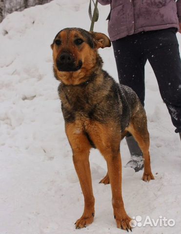 Веселая и игривая Комета ищет дом