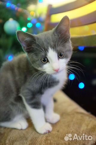 Котенок