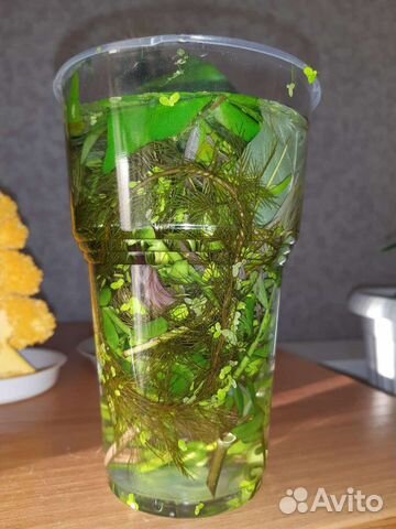 Аквариумные растения бесплатно