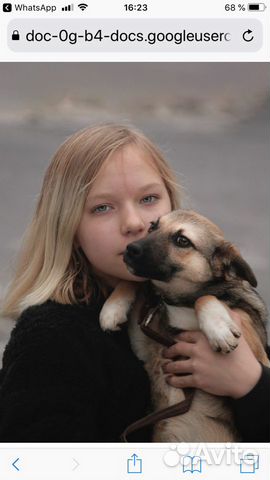 Щенок некрупной собачки