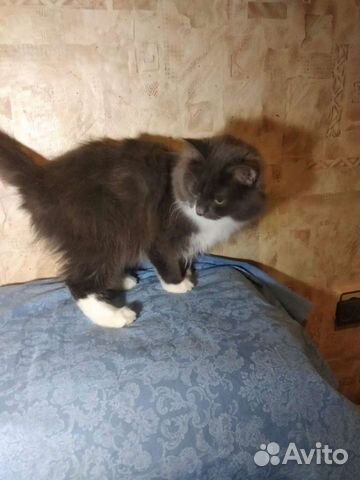 Кошка в дар