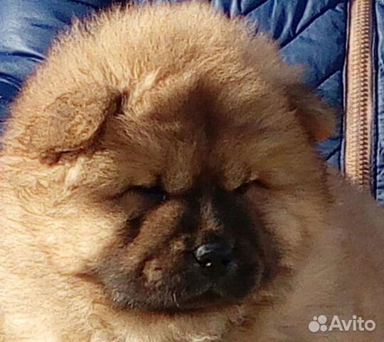 Щенки чау-чау