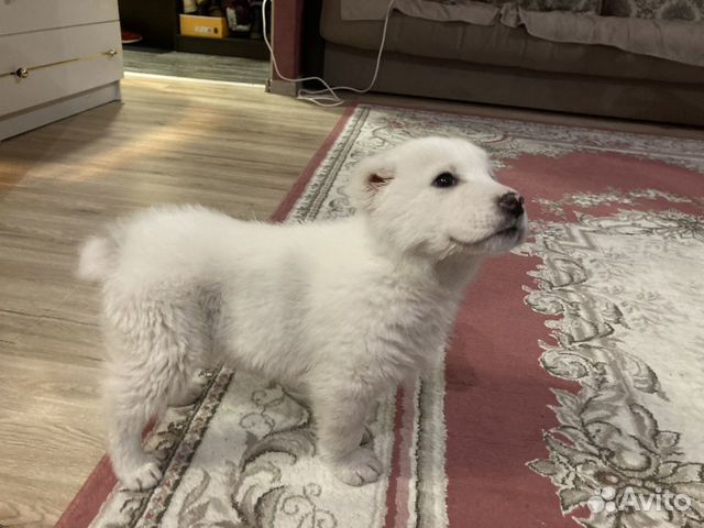 Среднеазиатская овчарка