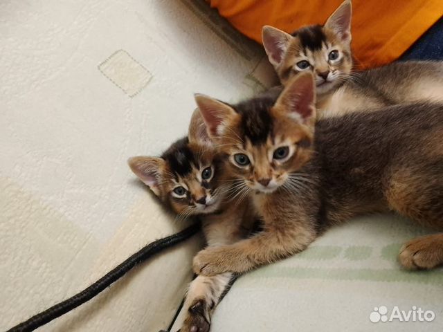Абиссинские котята