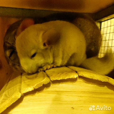 Шиншилла, мальчик