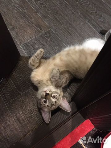 Отдам котёнка в добрые руки