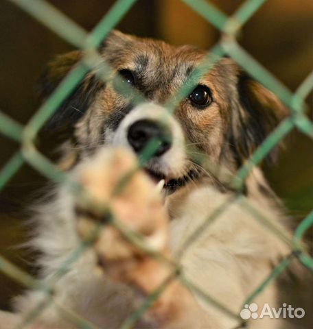 Белка из приюта