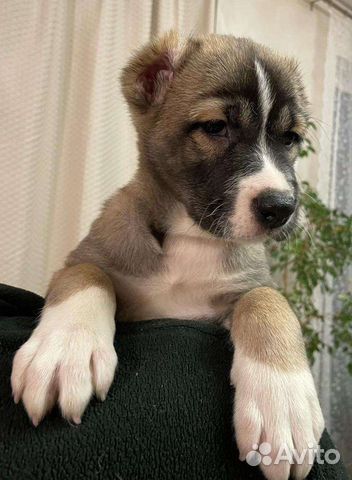 Среднеазиатская овчарка алабай щенки