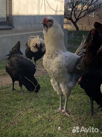 Гергебильские куры