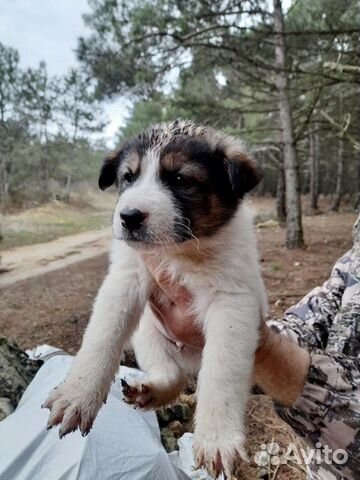 Щенки погибают одни в лесу