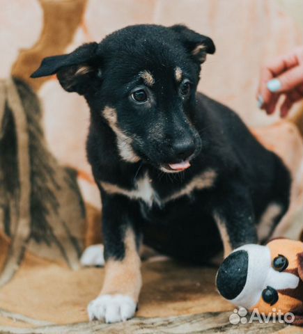 Метис немецкой овчарки