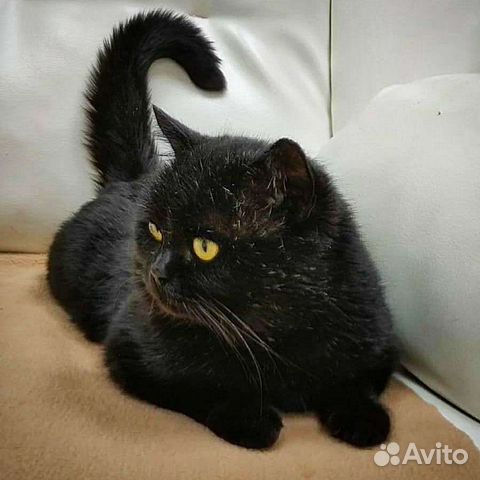 Кот британский черный ищет дом