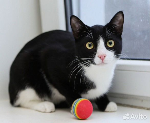 Котенок Пэрис ищет дом
