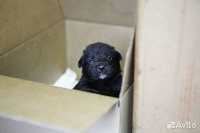 Щеночек, 1 месяц, ищем дом, в дар