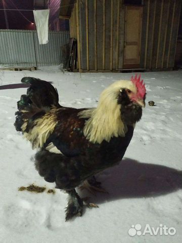 Фавероль лососёвая петушок