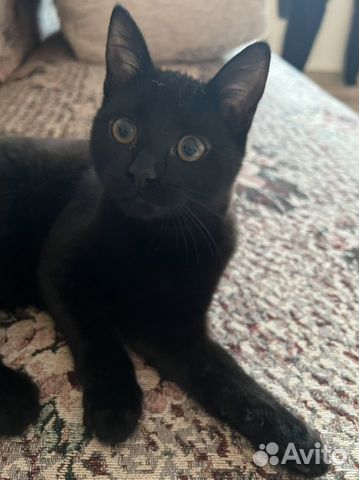 Кошка