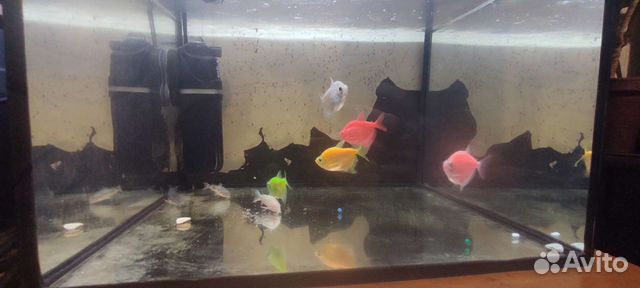 Аквариумные рыбки