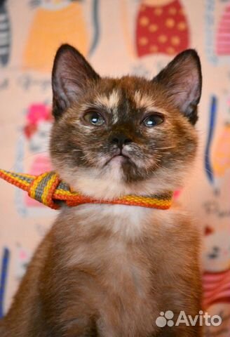 Веселая красивая малышка