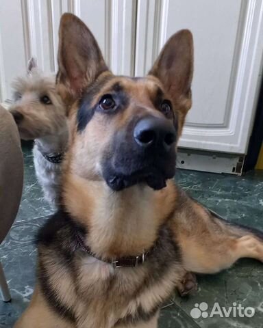 Немецкая овчарка бесплатно