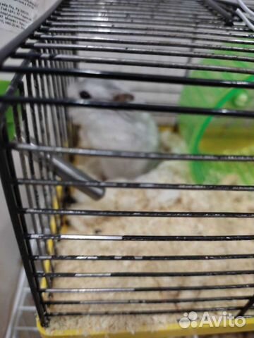 Хомячки бесплатно