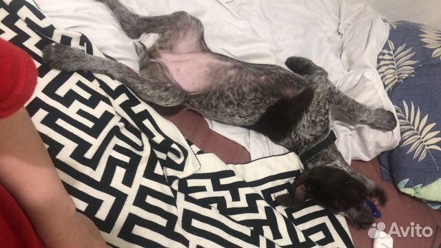 Щенки дратхаара