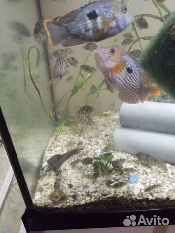 Акара берюзовая взрослая пара