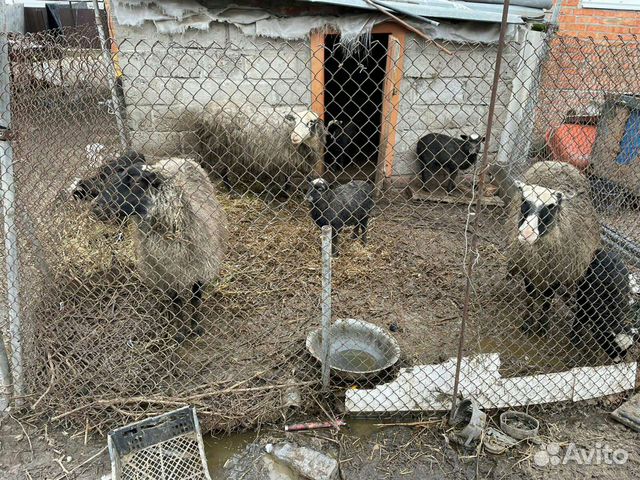 Романовские овцы