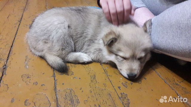 Собака в добрые руки хаски
