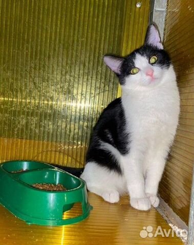 Кот Батончик ищет семью