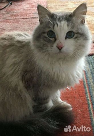 Кошка в самые добрые ручки