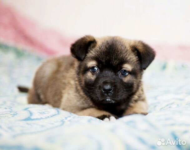 Малышка девочка ищет хозяев