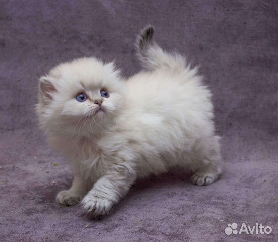 Котенок британской длинношерстной