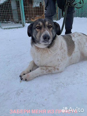 Среднеазиатская овчарка