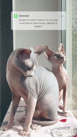 Кот и кошка канадский сфинкс