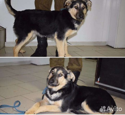 Собака девочка Фиона ищет дом