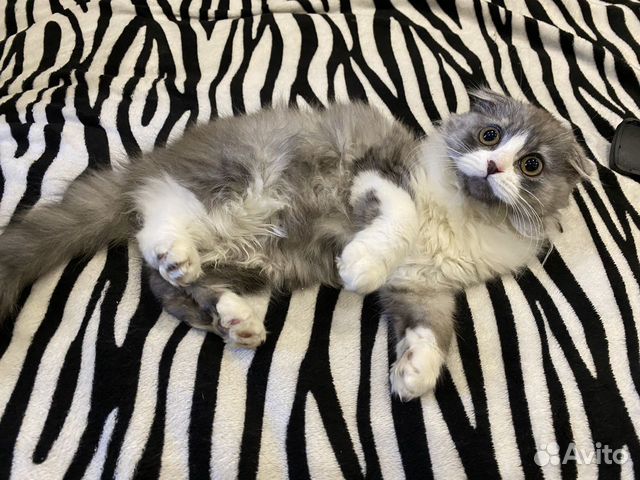 Котенок в добрые руки